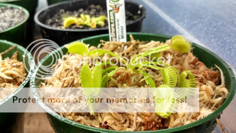 rellenburg's flytrap pics - FlyTrapCare Forums